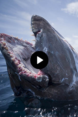 MCS experts in worldwide fishing & spearfishing trips