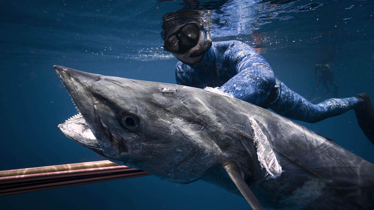 MCS Upcoming Trips about spearfishing of the season