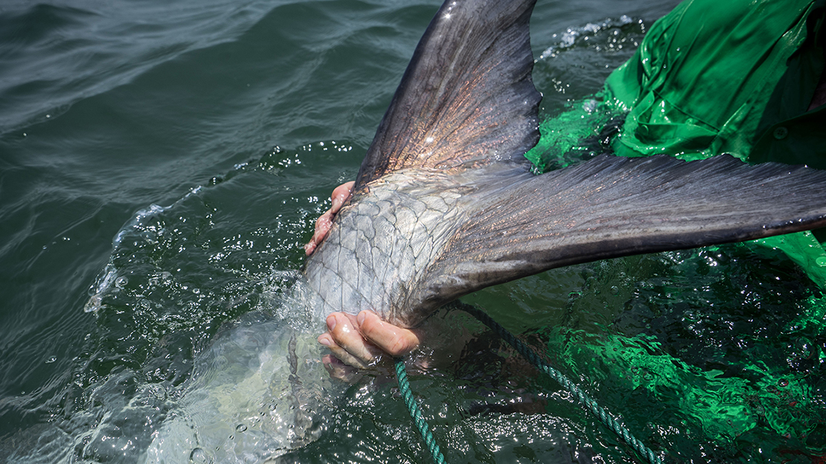 MCS Upcoming Fishing & Spearfishing Trips