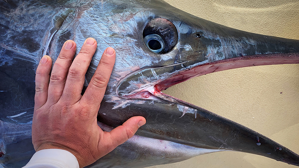 MCS Upcoming Fishing & Spearfishing Trips